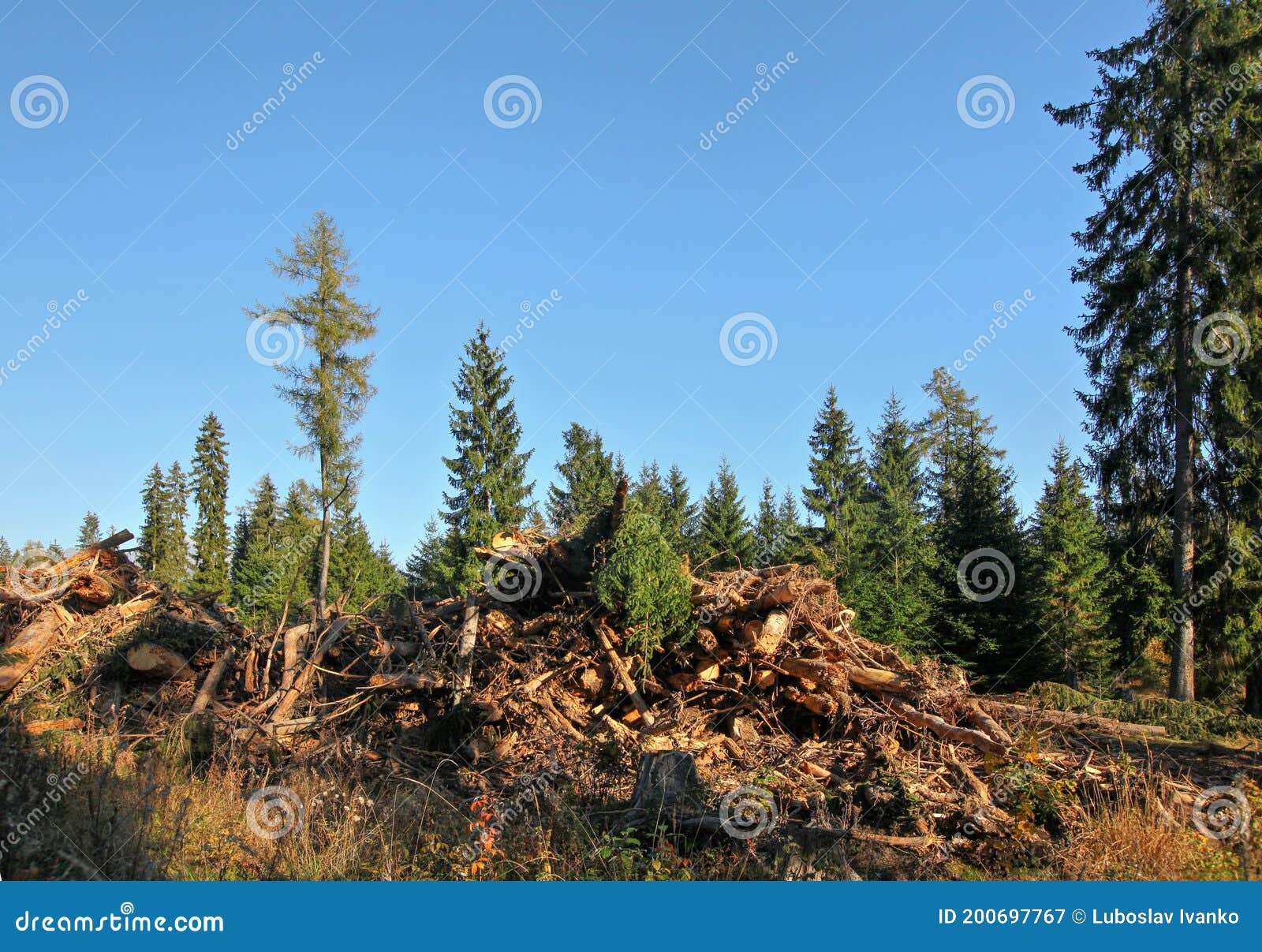 Tree Roots after Forest Cleaning Placed on Heap, Trees with Clear Sky ...