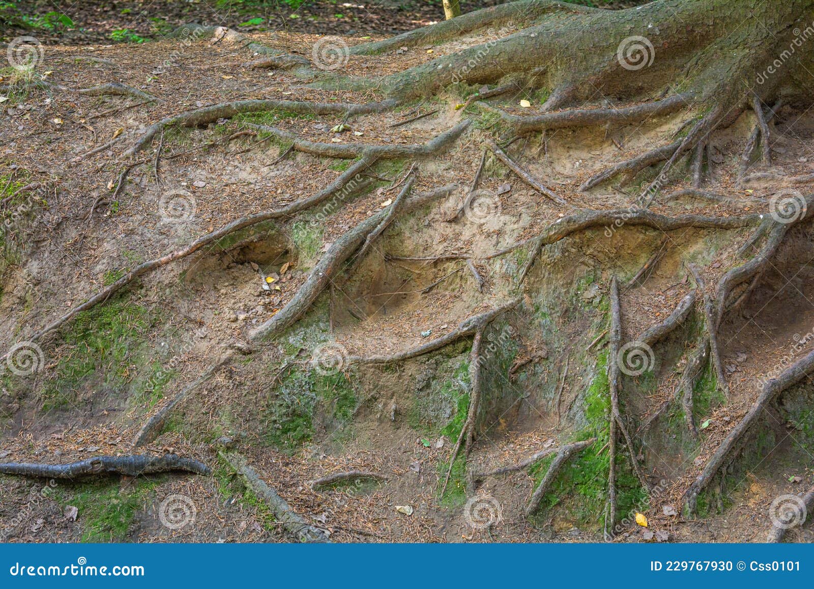 Tree Roots on Forest Ground Stock Photo - Image of tree, summer: 229767930