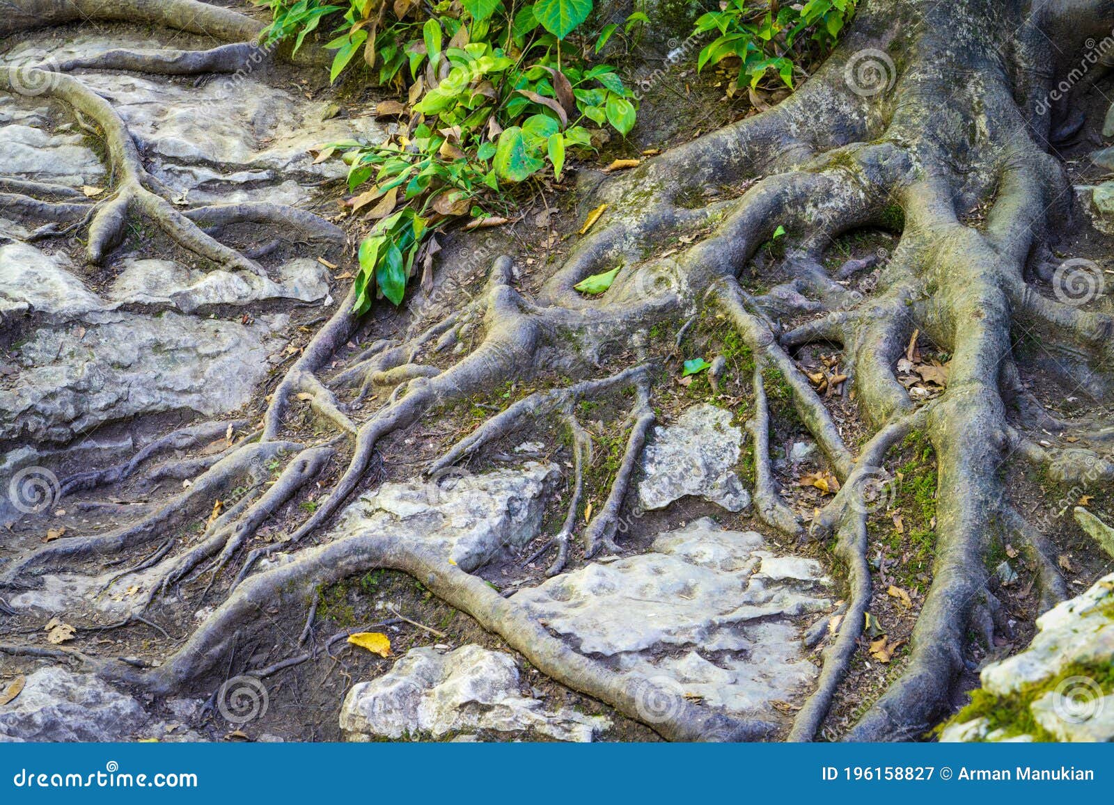 Tree with Roots in the Forest Growing between Stones Stock Image ...