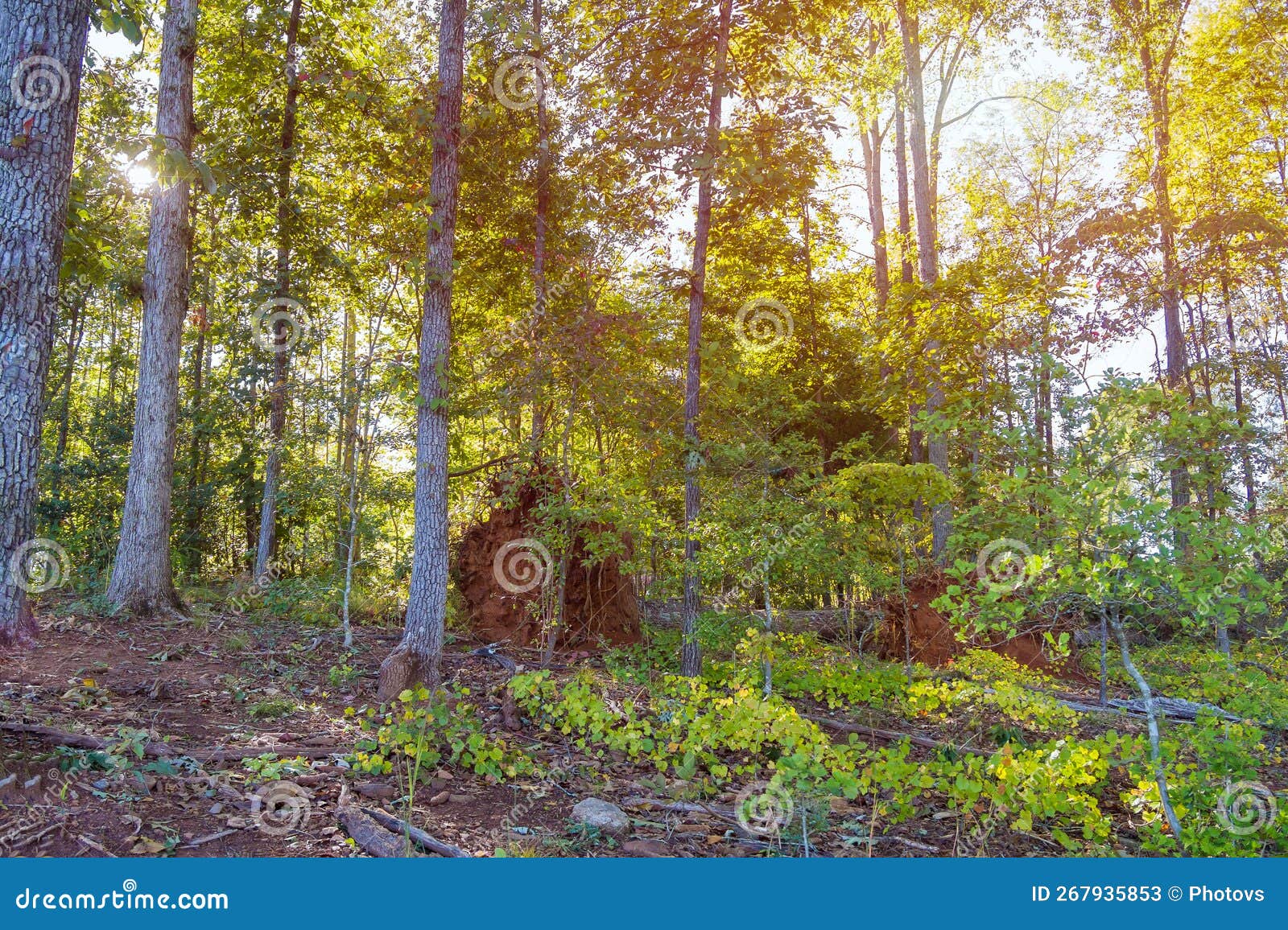 A Tree with Roots in the Forest Has Been Uprooted during a Strong ...