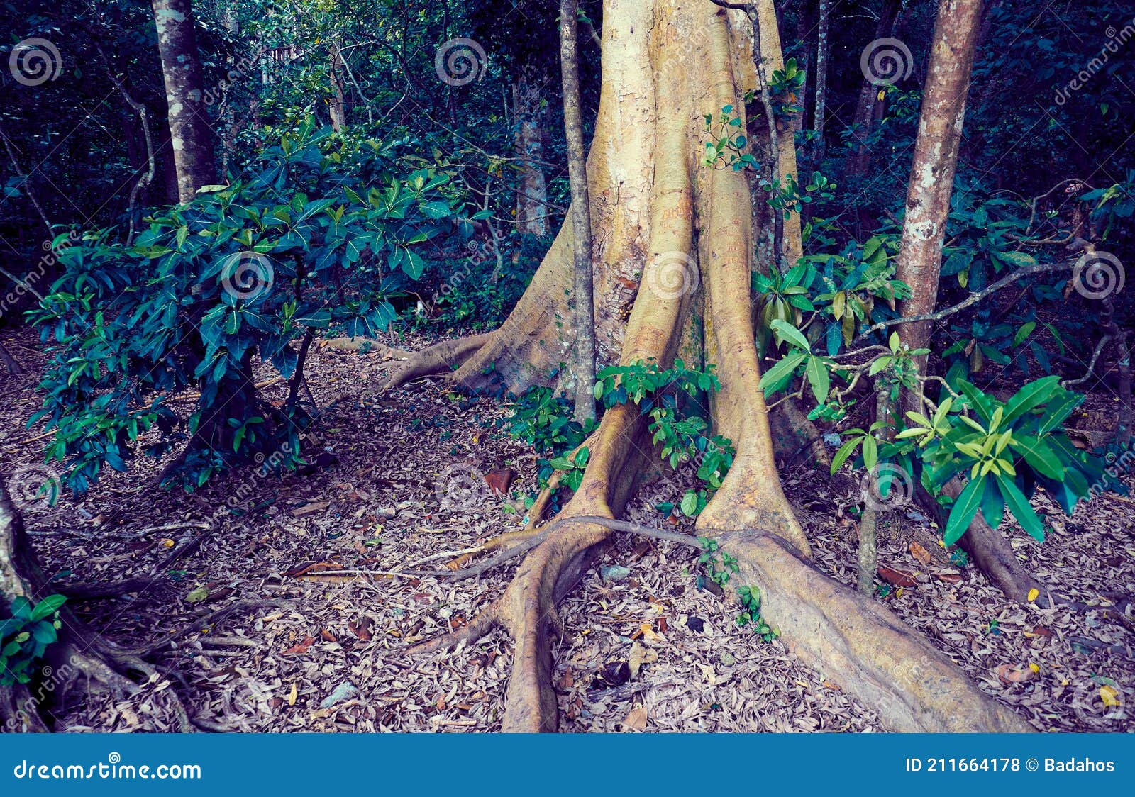 Tree roots in the forest stock photo. Image of rainforest - 211664178