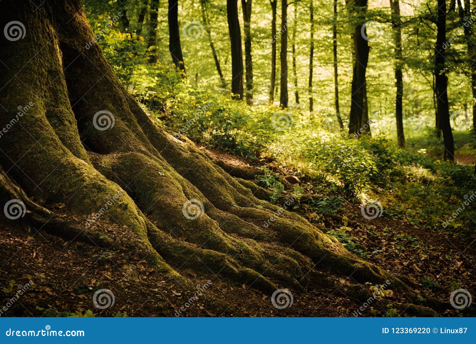 Tree roots in forest stock photo. Image of forest, tranquil - 123369220