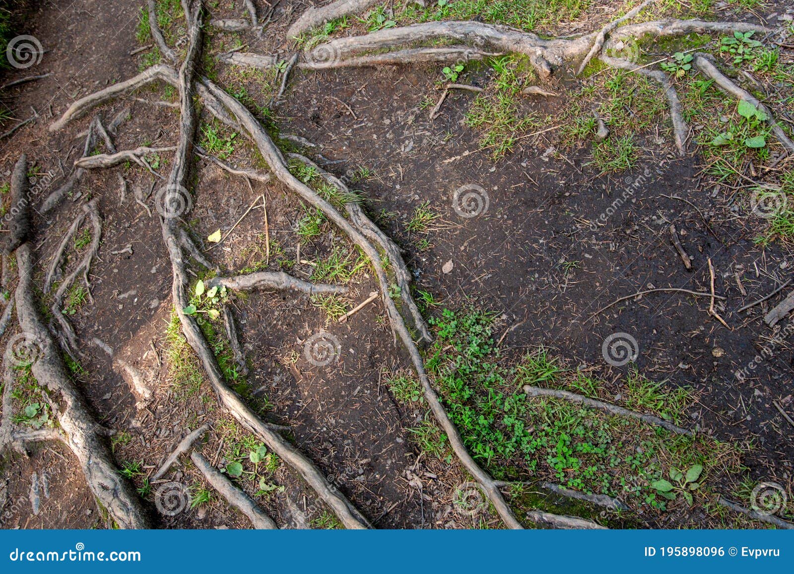 Tree Roots on a Forest Path Stock Photo - Image of landscape, large ...