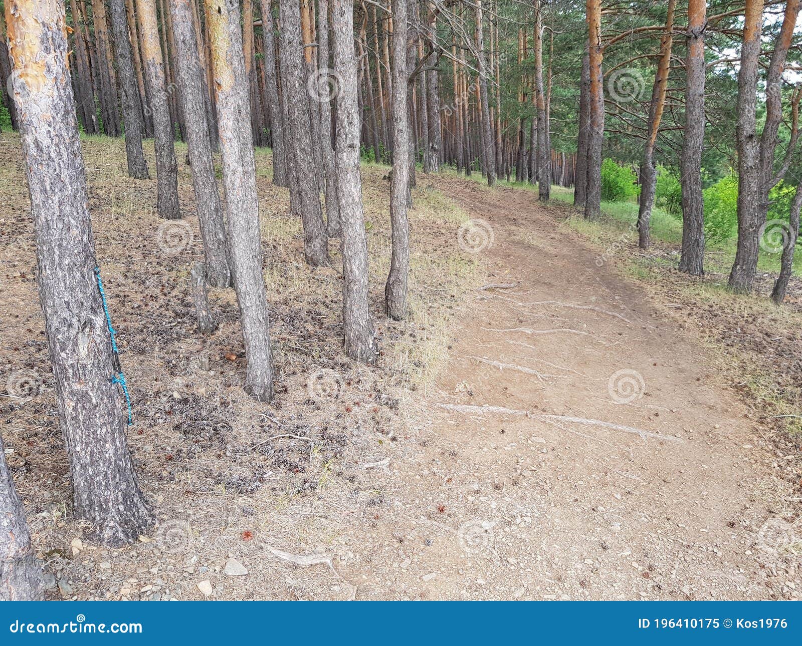 Tree Roots on a Forest Path Stock Image - Image of land, grass: 196410175