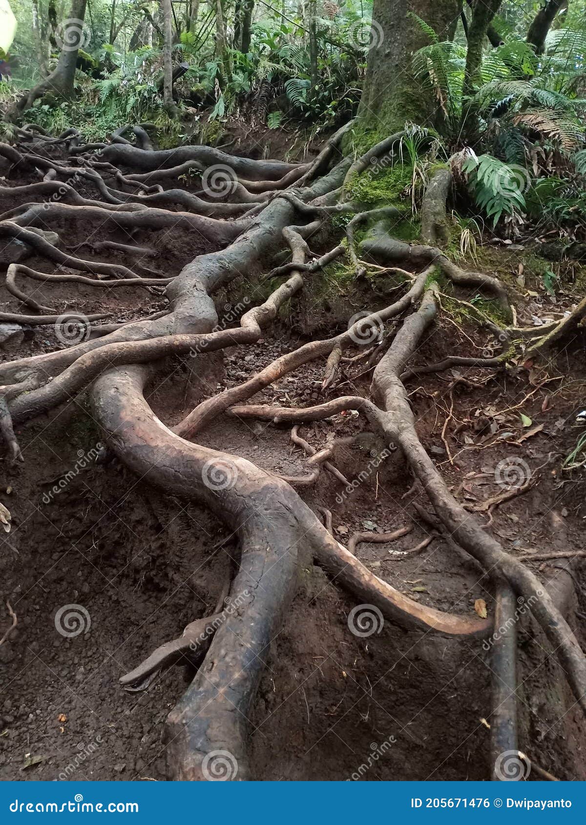 Tree roots in the forest stock photo. Image of erosion - 205671476