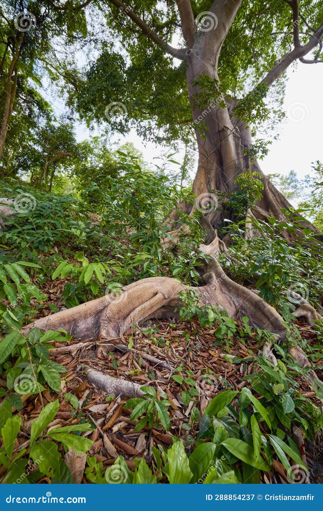 A Tree with Roots in a Forest Stock Image - Image of root, wallpaper ...
