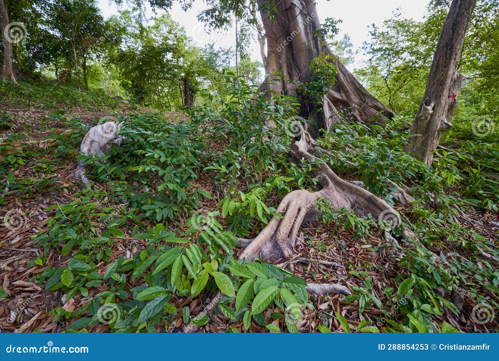 A Tree with Roots in a Forest Stock Image - Image of thailand, surface ...