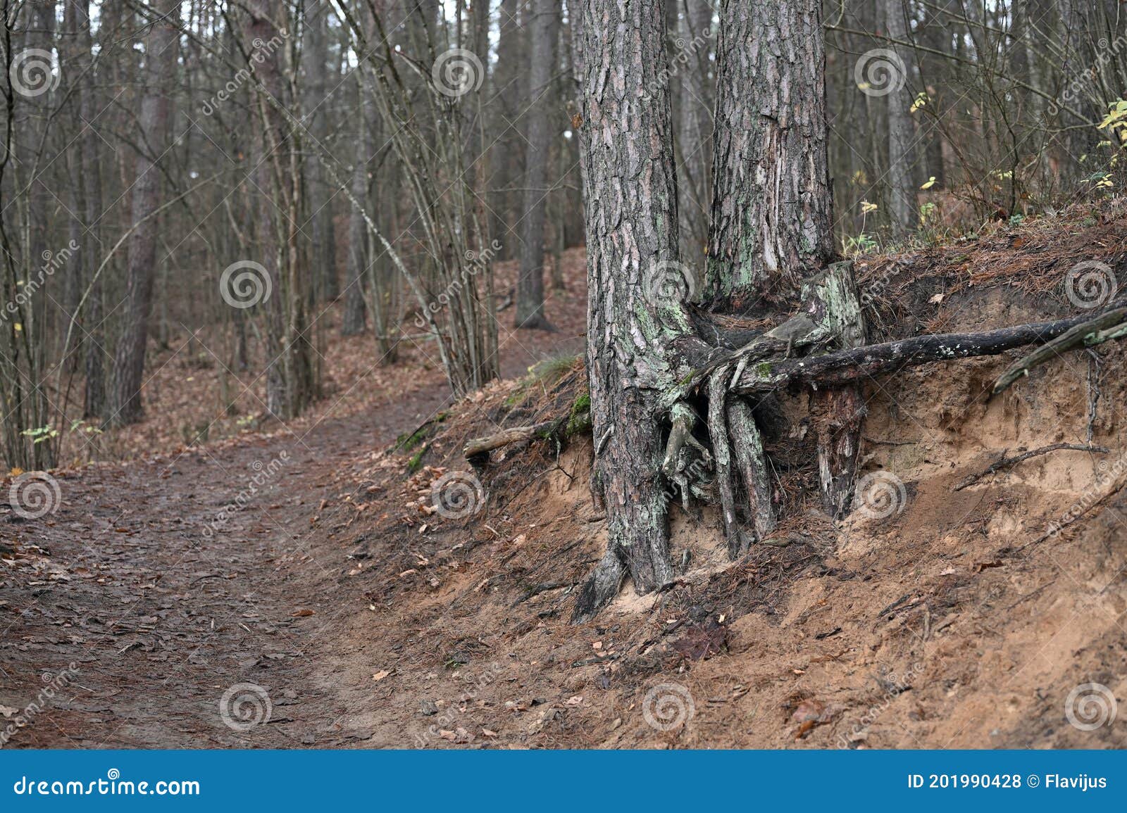 Tree roots in forest stock photo. Image of branch, exposed - 201990428