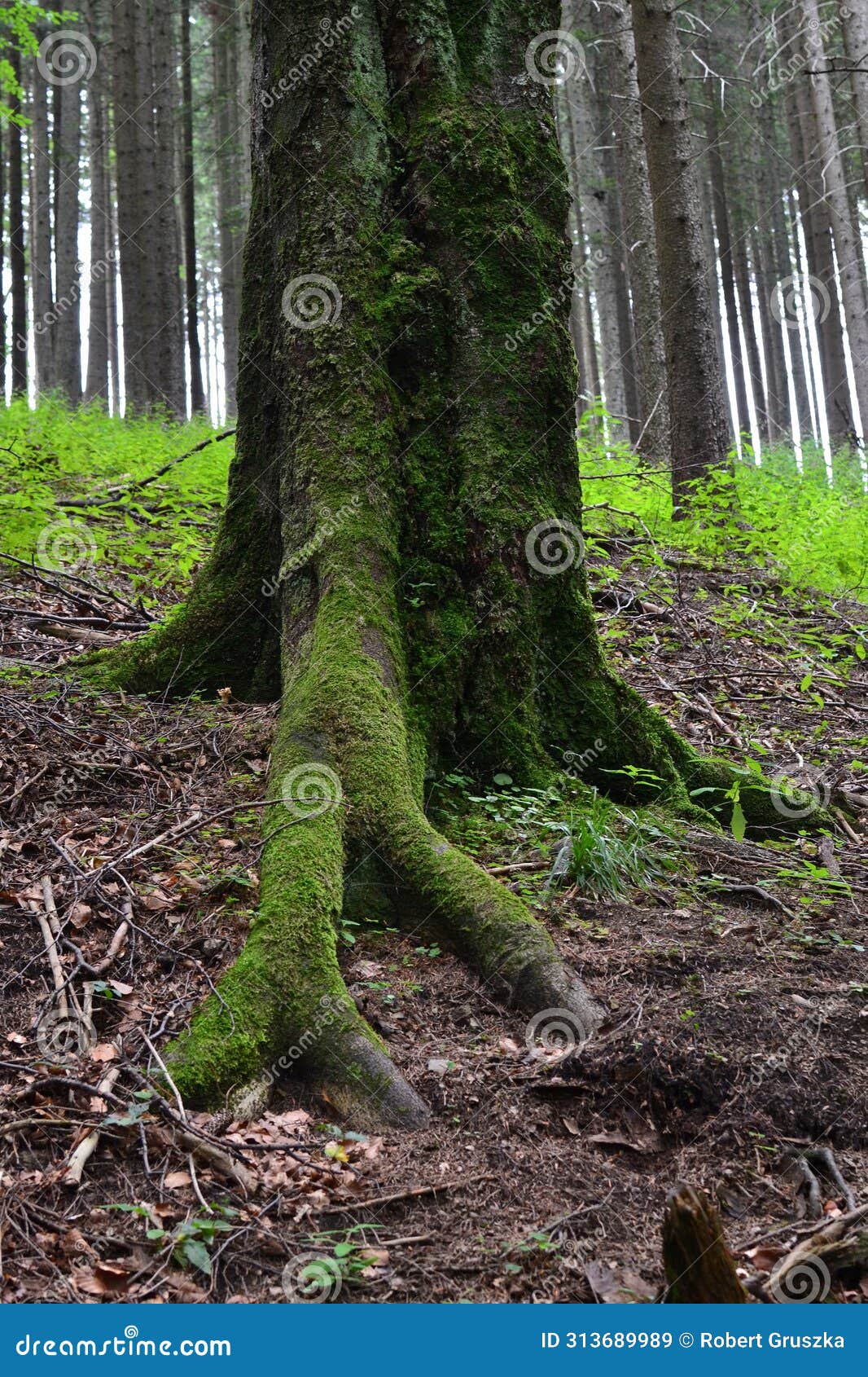 Tree roots stock image. Image of forest, tree, root - 313689989