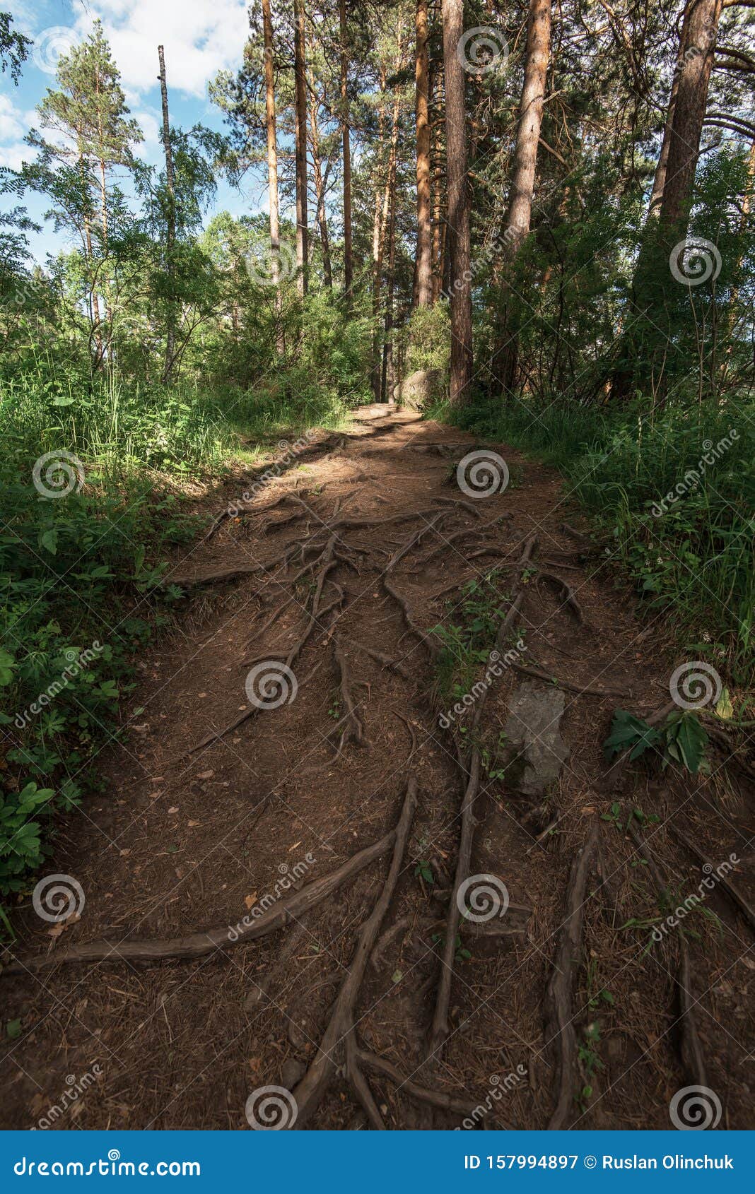 Tree roots in the forest stock image. Image of floor - 157994897
