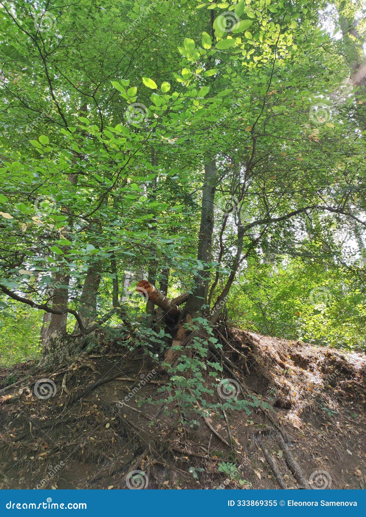 Tree with Roots in the Forest Stock Image - Image of branch ...