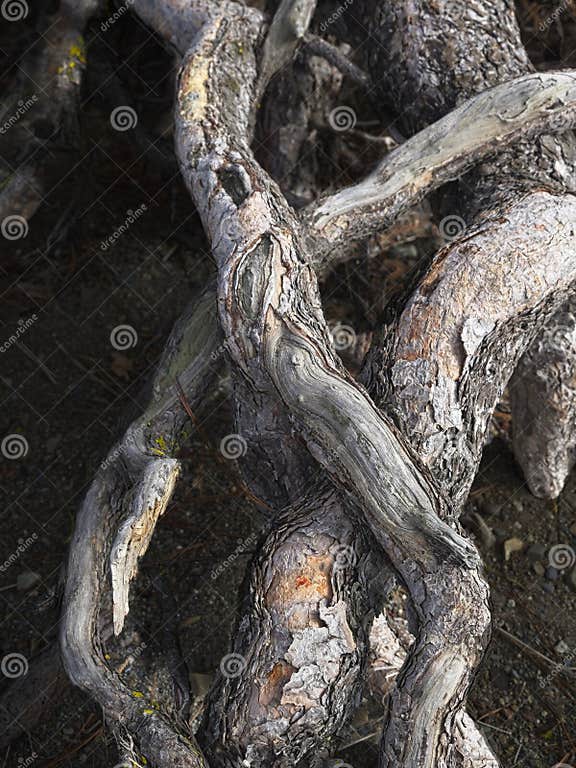 Tree Roots Form Abstract Design Stock Image - Image of abstract, bark ...