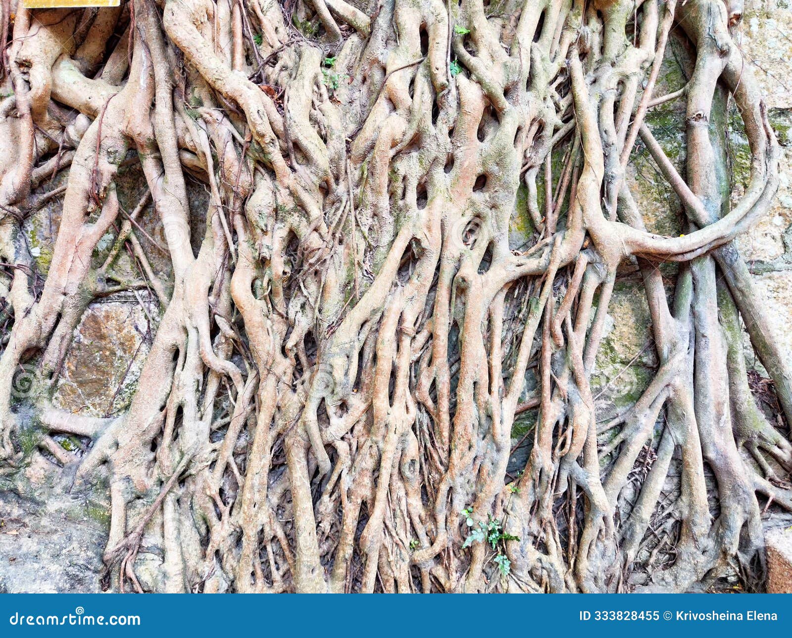 Intricate Tree Roots Intertwined Against a Rocky Wall in a Forested ...