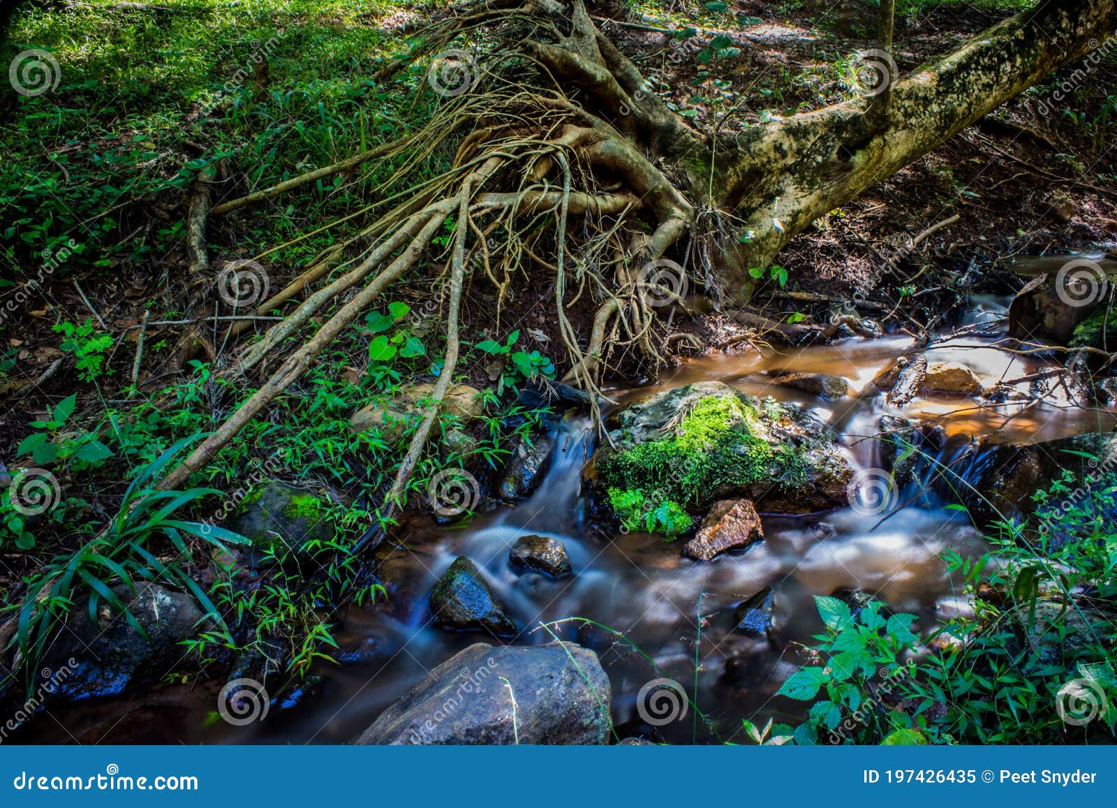 Tree Roots in a Forrest with Stream Running Stock Image - Image of leaf ...