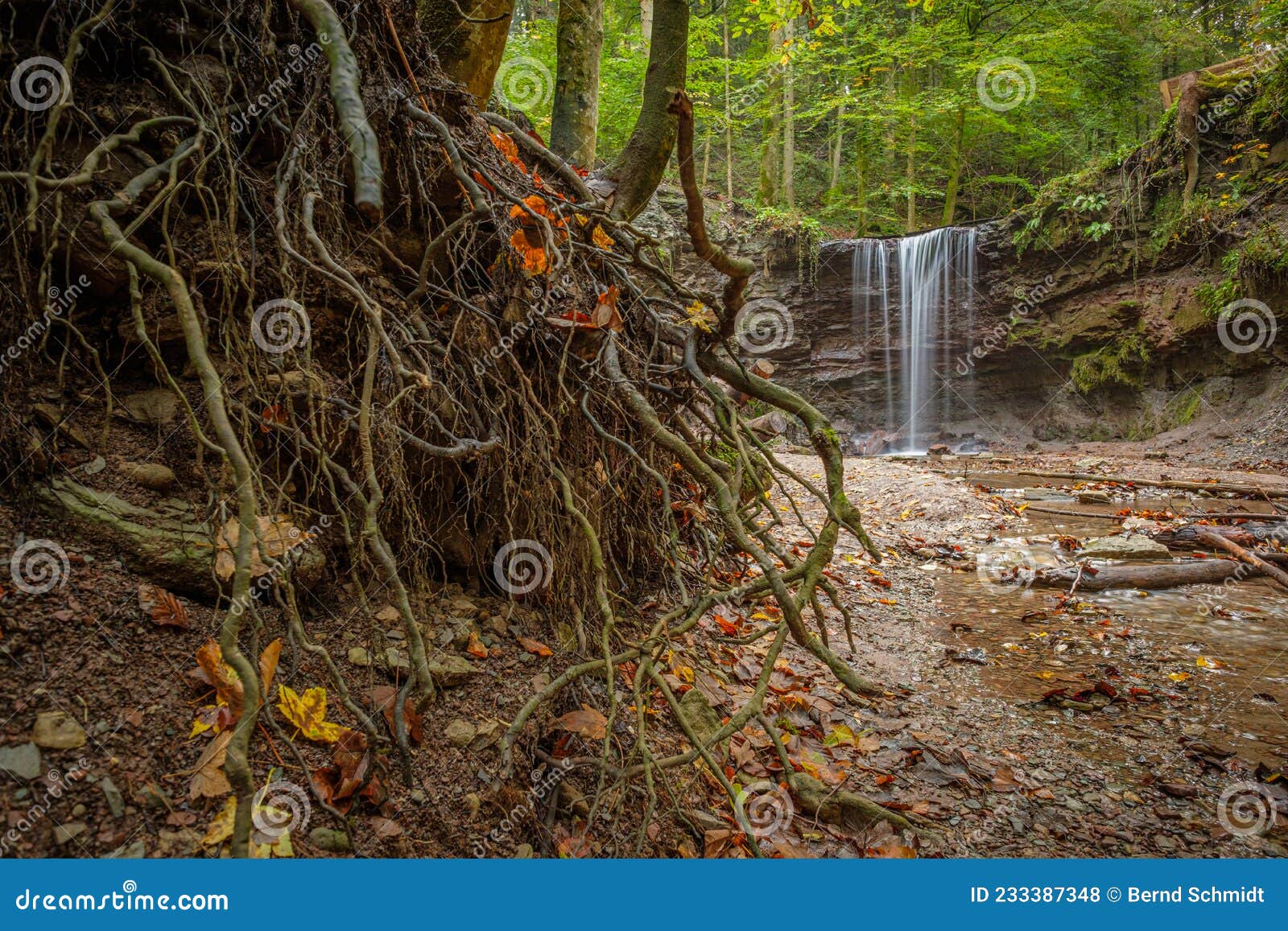 Tree Roots in Front of a Waterfall Stock Photo - Image of landscape ...