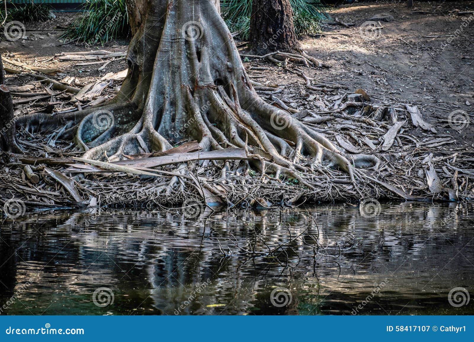 Tree roots stock image. Image of bark, nature, forest - 58417107