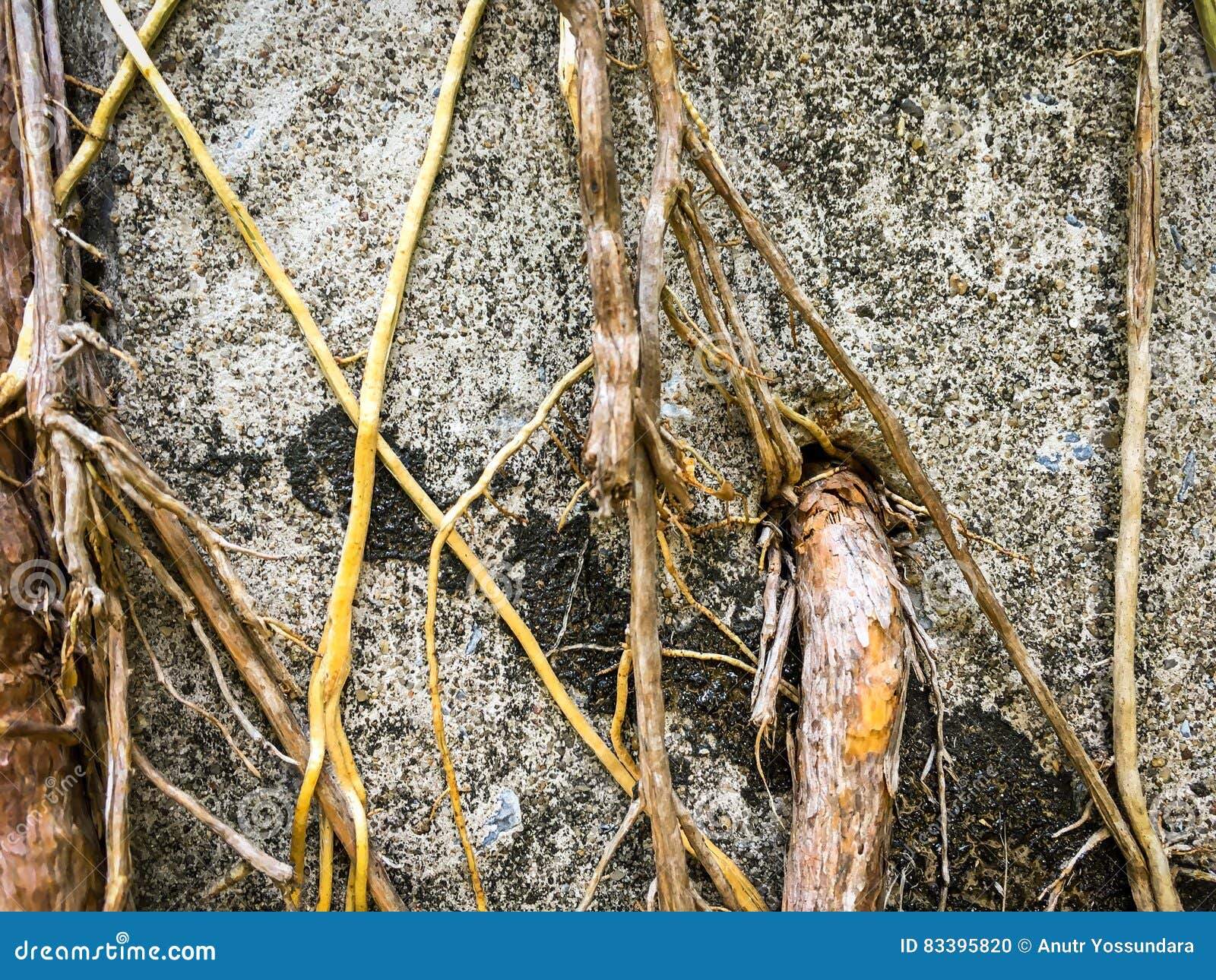 Tree Roots Going through Concrete Hole. Stock Photo - Image of trunk ...