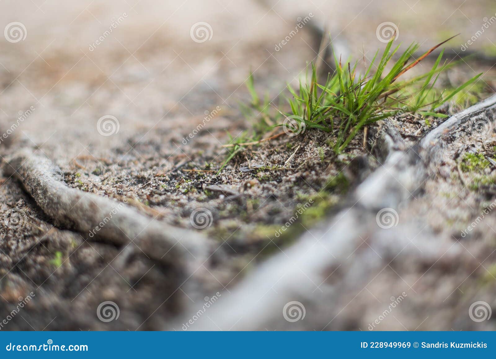 Tree Roots and Grass in the Forest Stock Image - Image of green, close ...