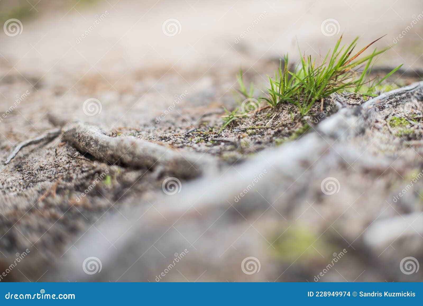 Tree Roots and Grass in the Forest Stock Photo - Image of macro, grass ...
