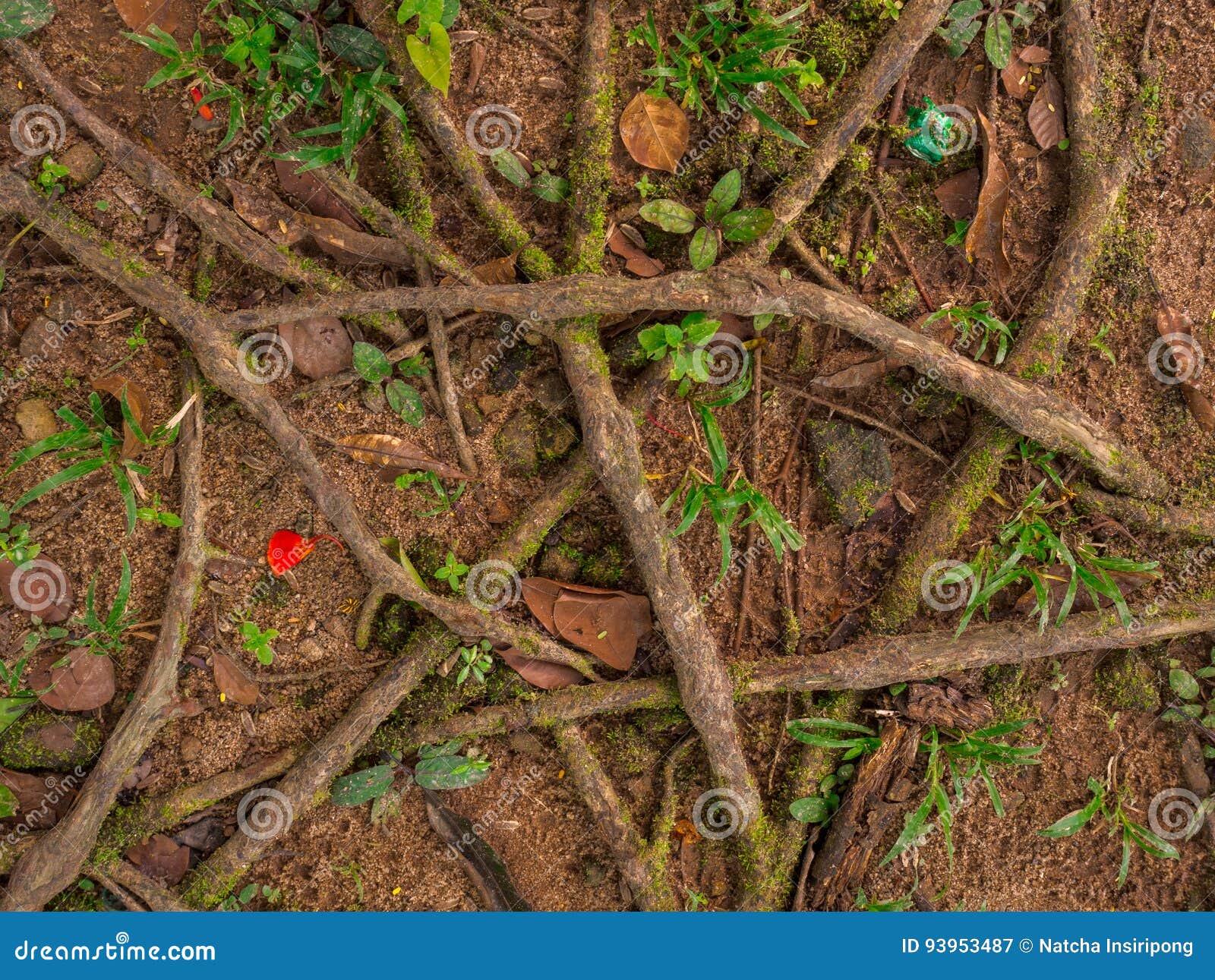 Tree roots and grass stock image. Image of outdoor, leave - 93953487