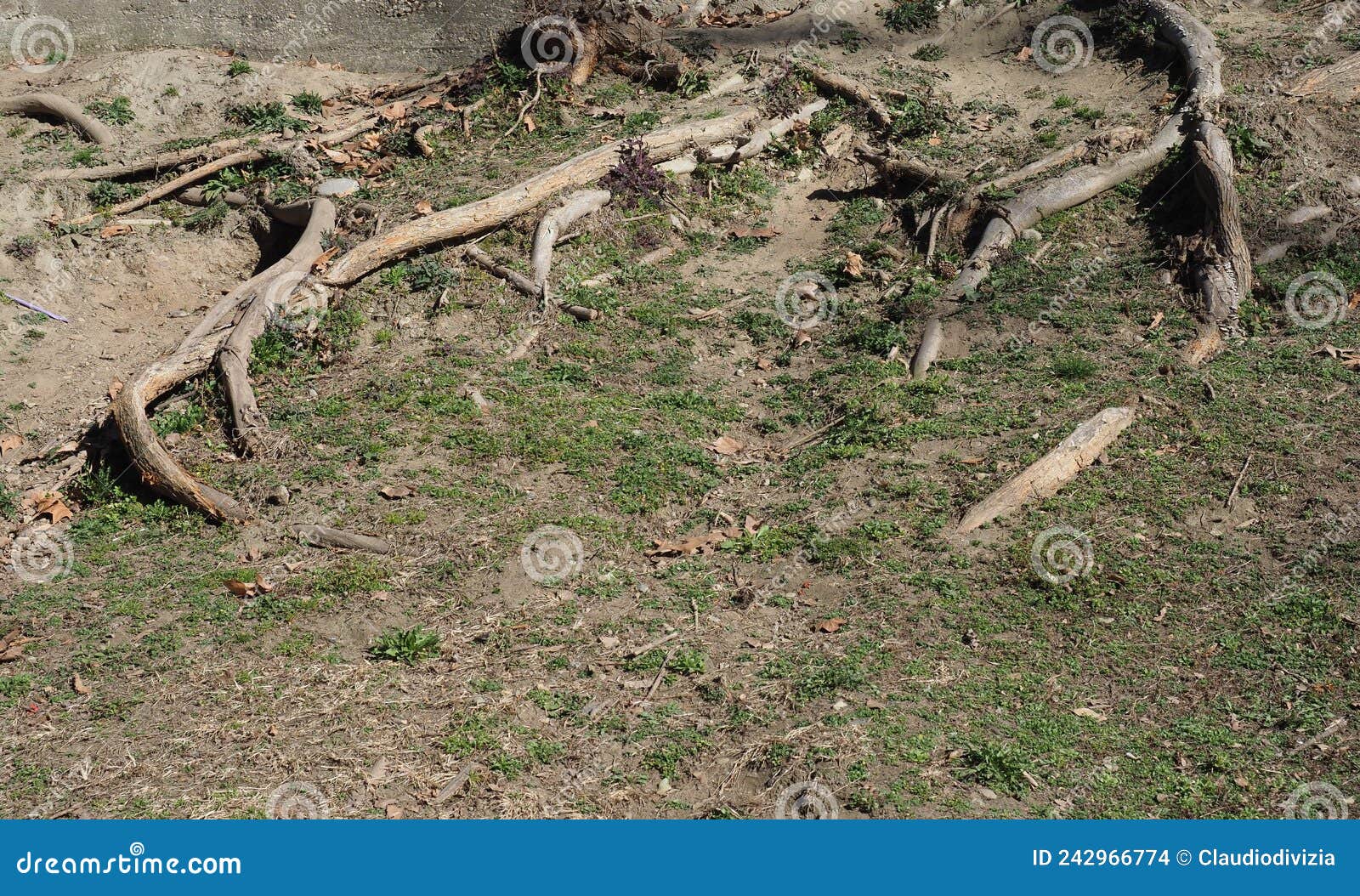Tree roots in the grass stock photo. Image of tree, meadow - 242966774