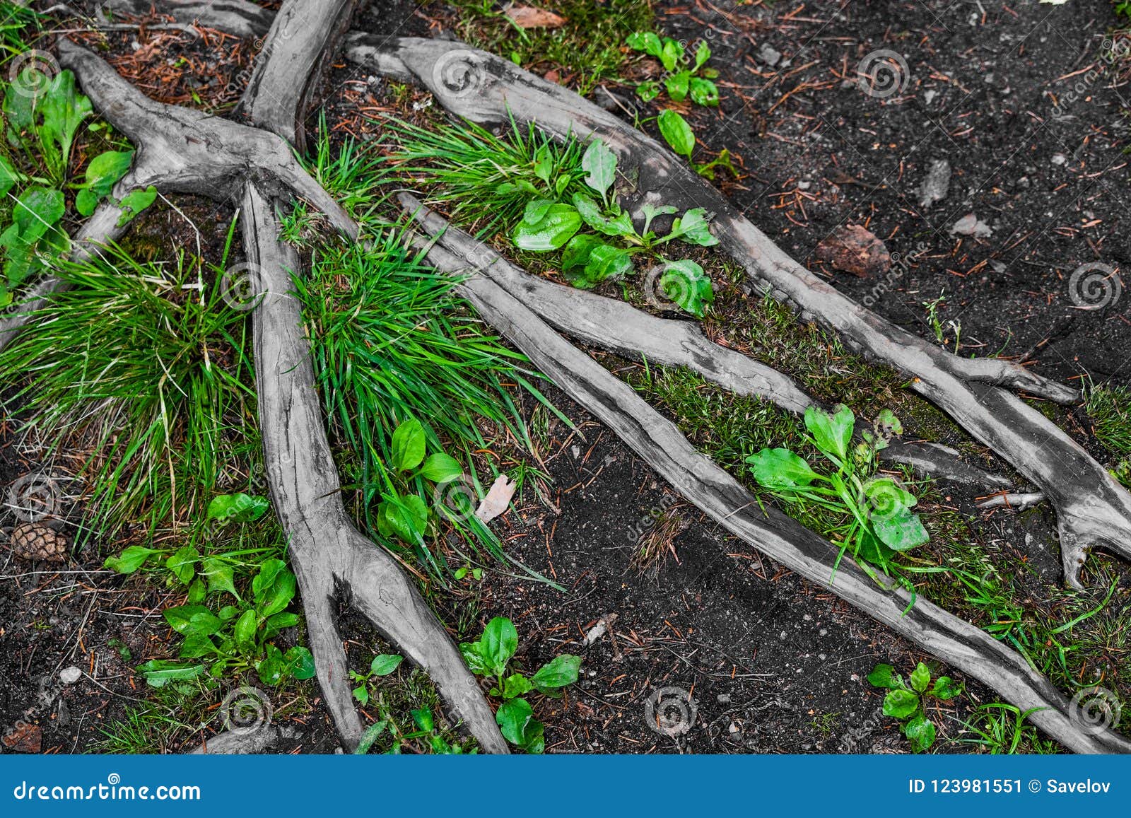 Tree Roots in Grass and Soil Stock Image - Image of nature, life: 123981551