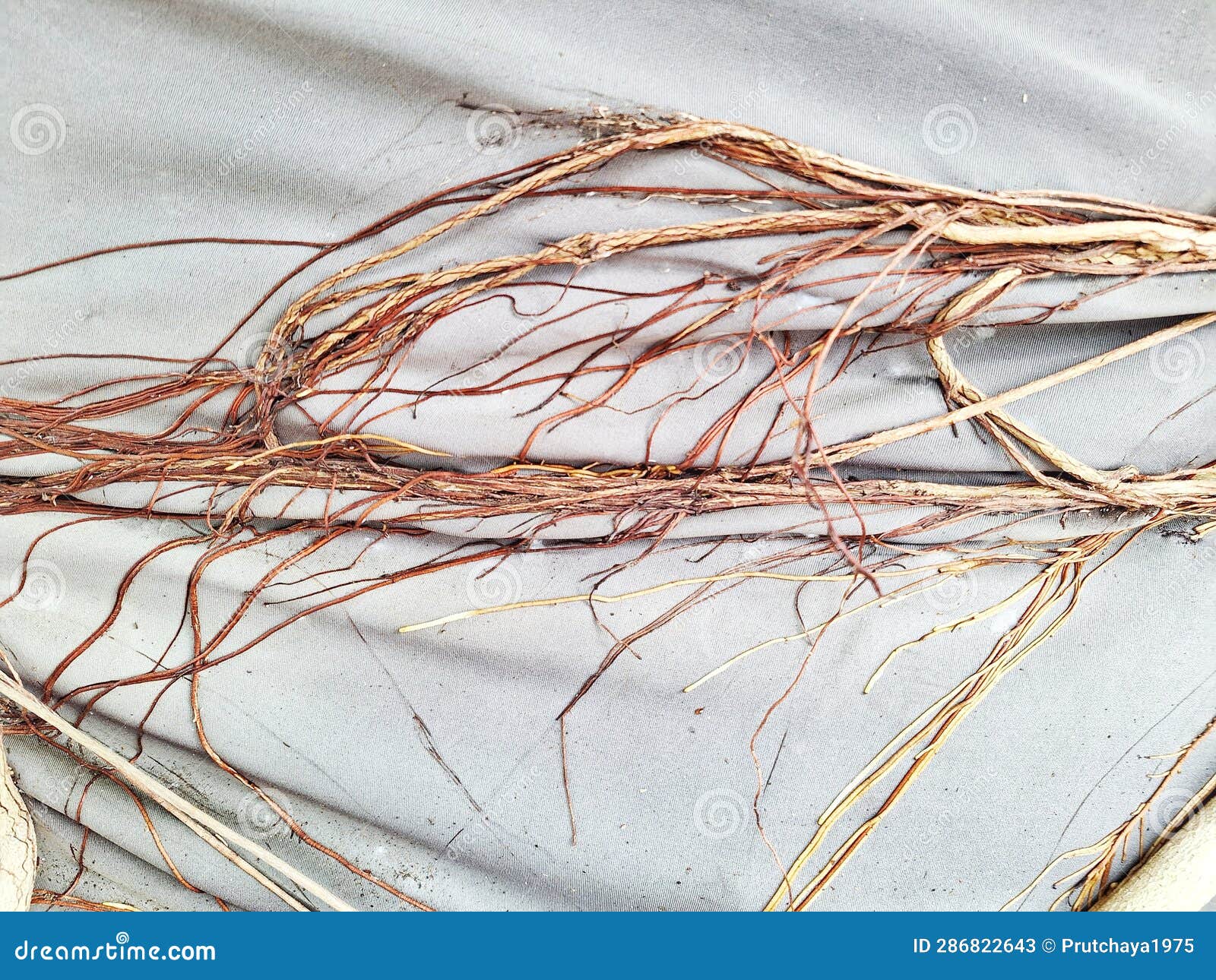 Tree roots on gray cloth stock image. Image of young - 286822643