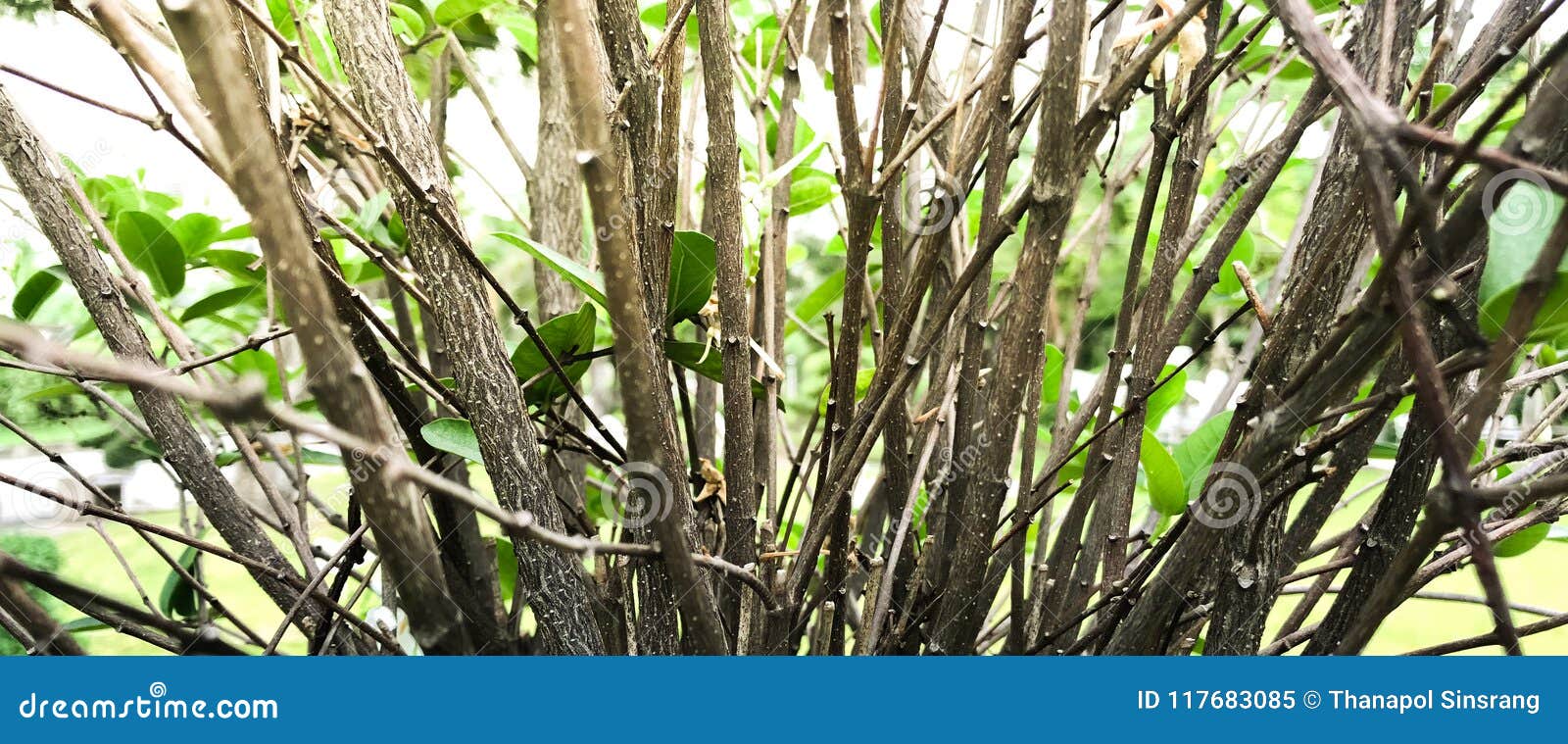Tree Roots and Green Forest Stock Image - Image of foliage, environment ...