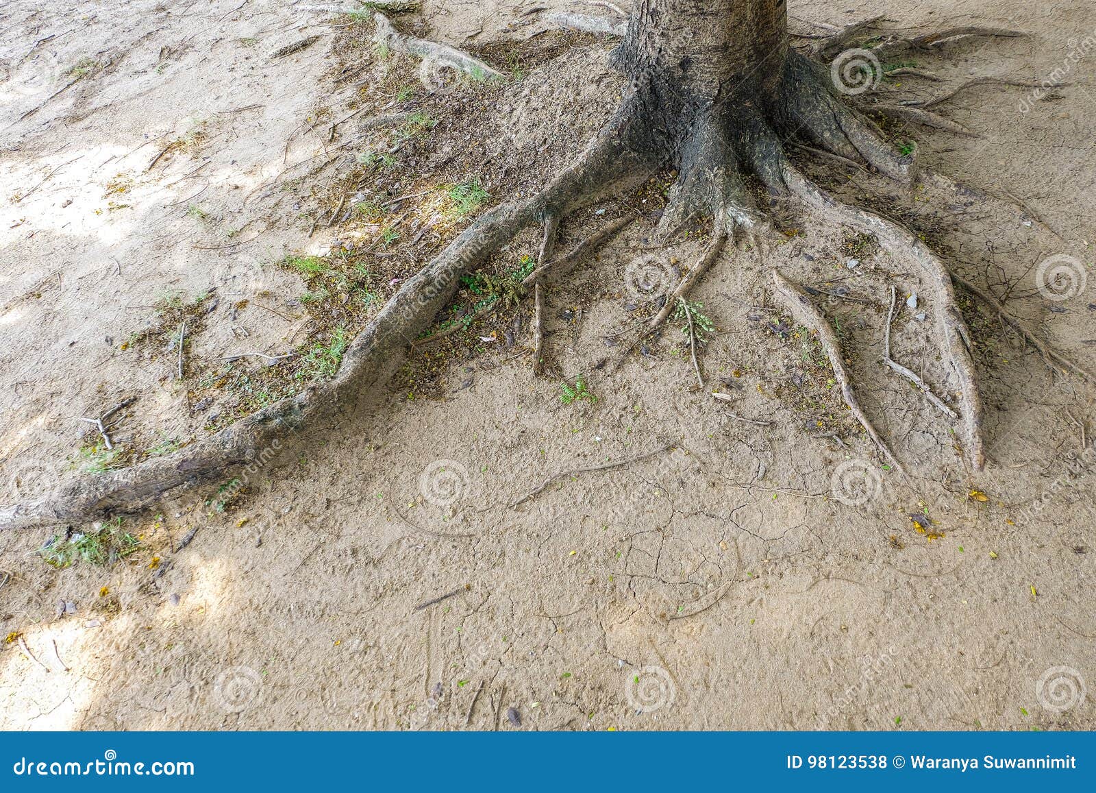 Tree Roots and Green Forest Stock Photo - Image of giant, tree: 98123538