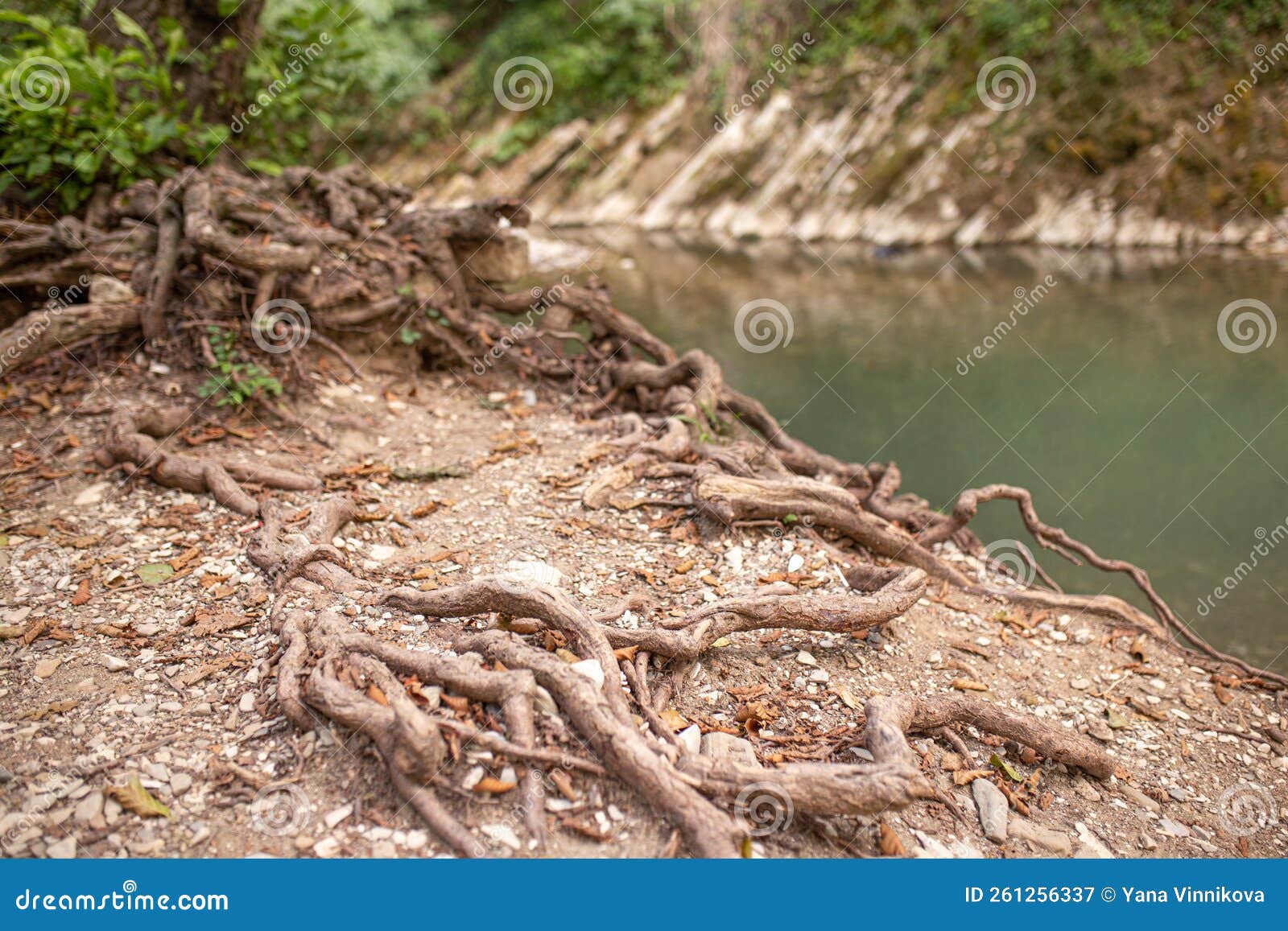 Tree Roots and Green Forest Stock Image - Image of place, plant: 261256337