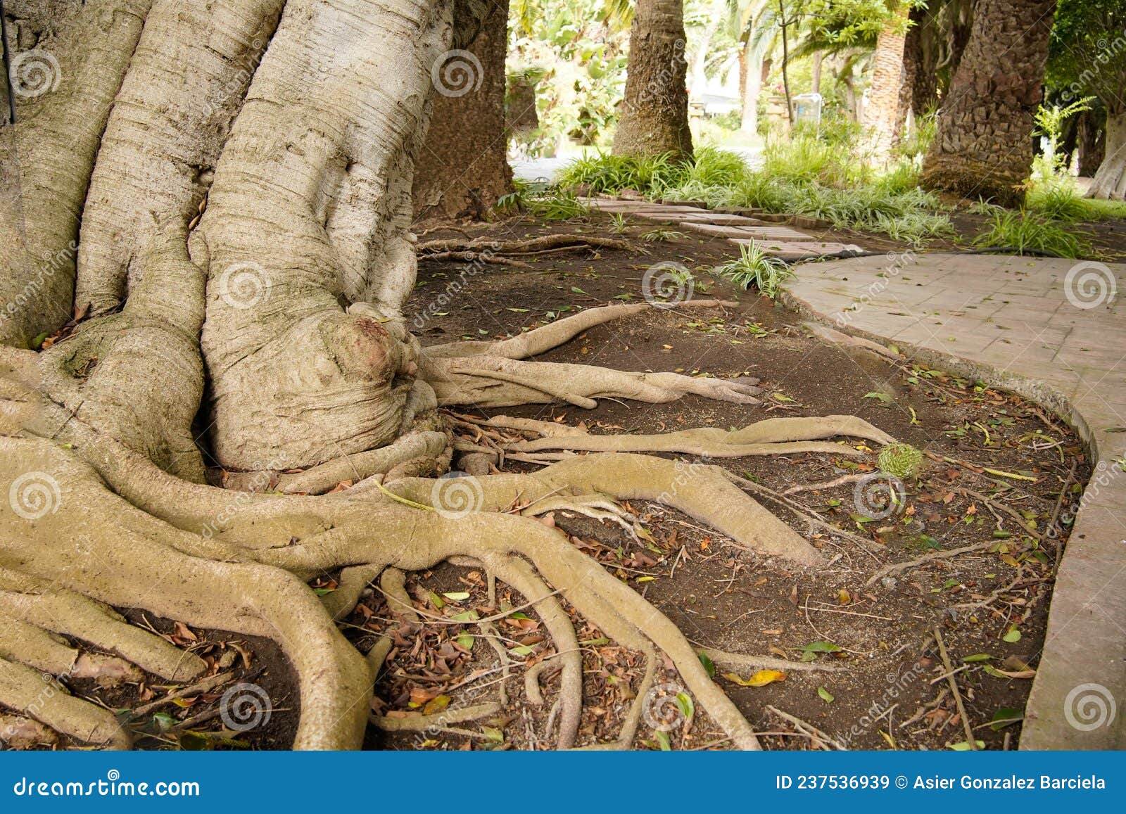 Tree Roots and Green Forest Stock Image - Image of colorfull, rain ...