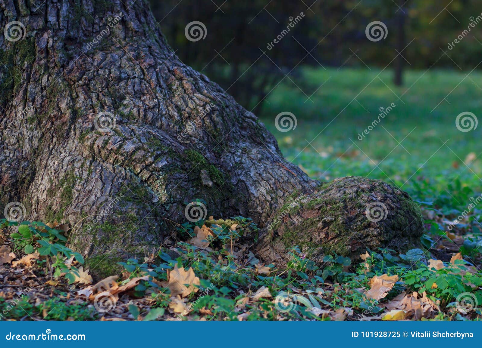 Tree Roots and Green Forest Stock Image - Image of huge, ground: 101928725