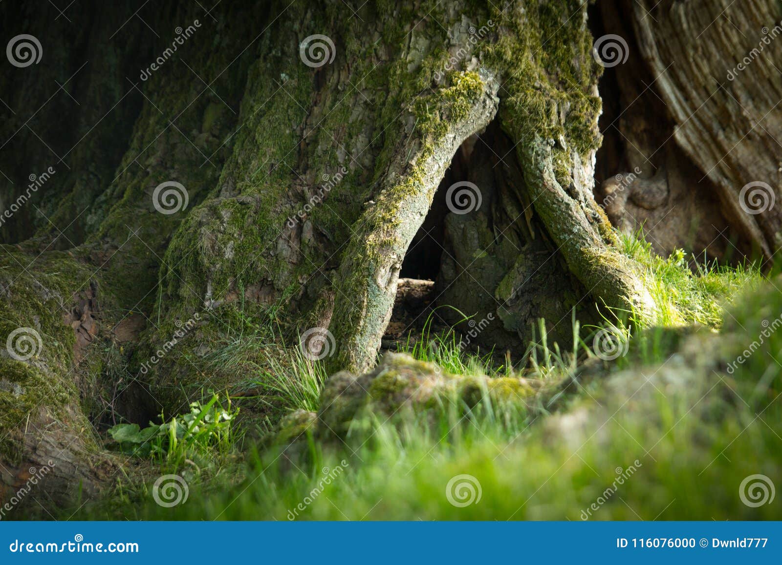 Tree roots and green grass stock photo. Image of forest - 116076000