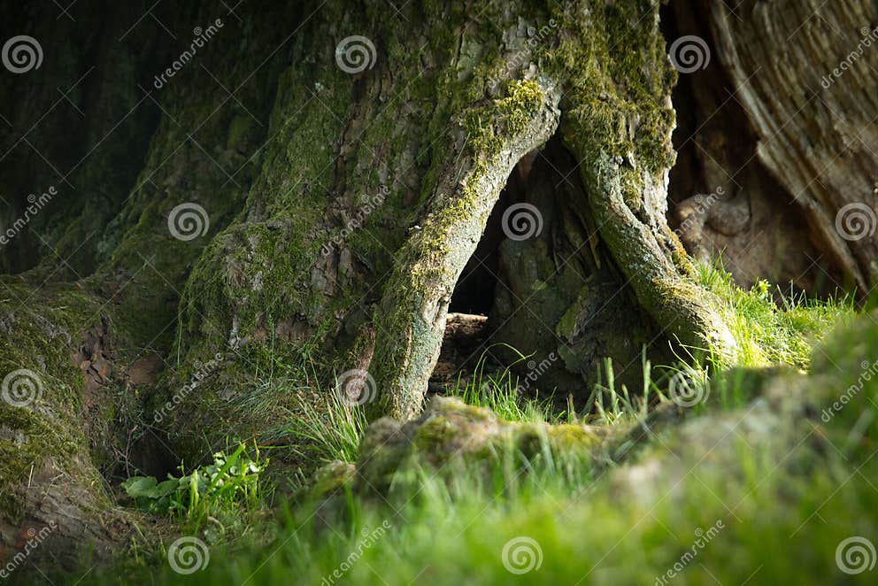 Tree roots and green grass stock photo. Image of forest - 116076000