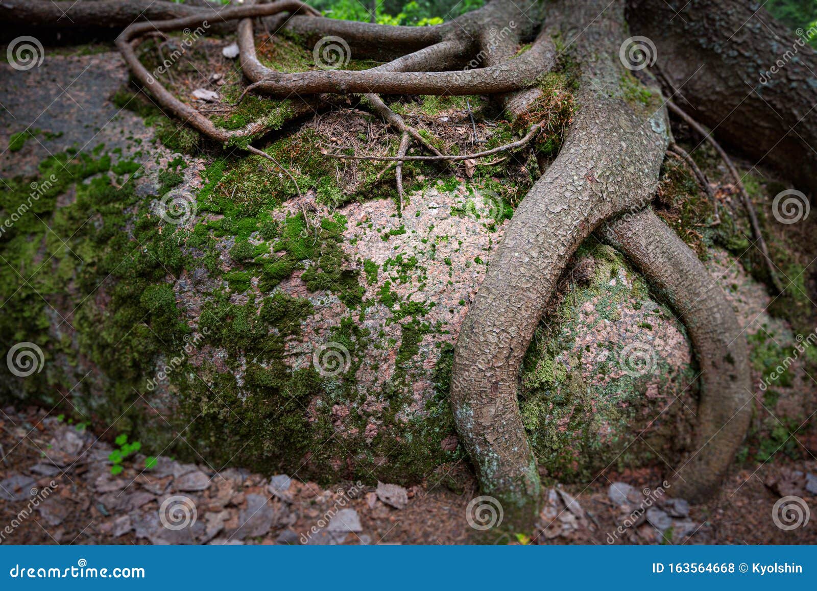 Tree Roots with Green Grass Stock Photo - Image of trunk, outdoor ...