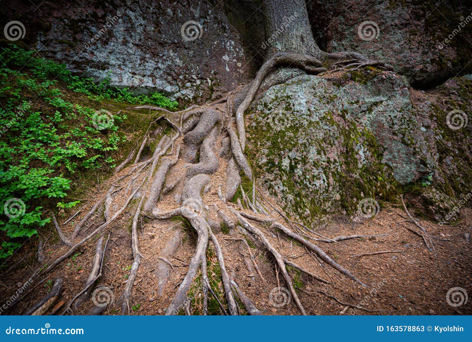 Tree Roots with Green Grass Stock Image - Image of grass, ground: 163578863