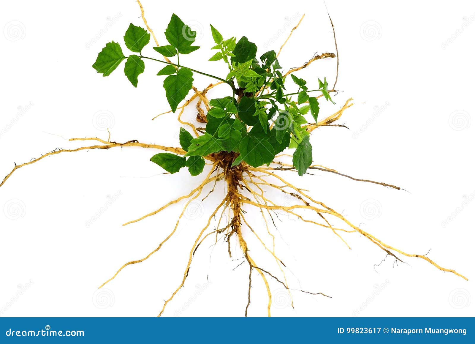 Tree roots stock image. Image of roots, plant, tree, life - 99823617