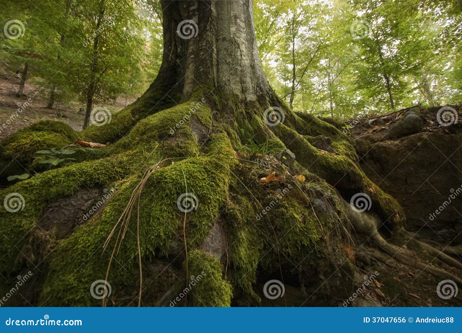 2,224 Magic Tree Roots Stock Photos - Free & Royalty-Free Stock Photos ...