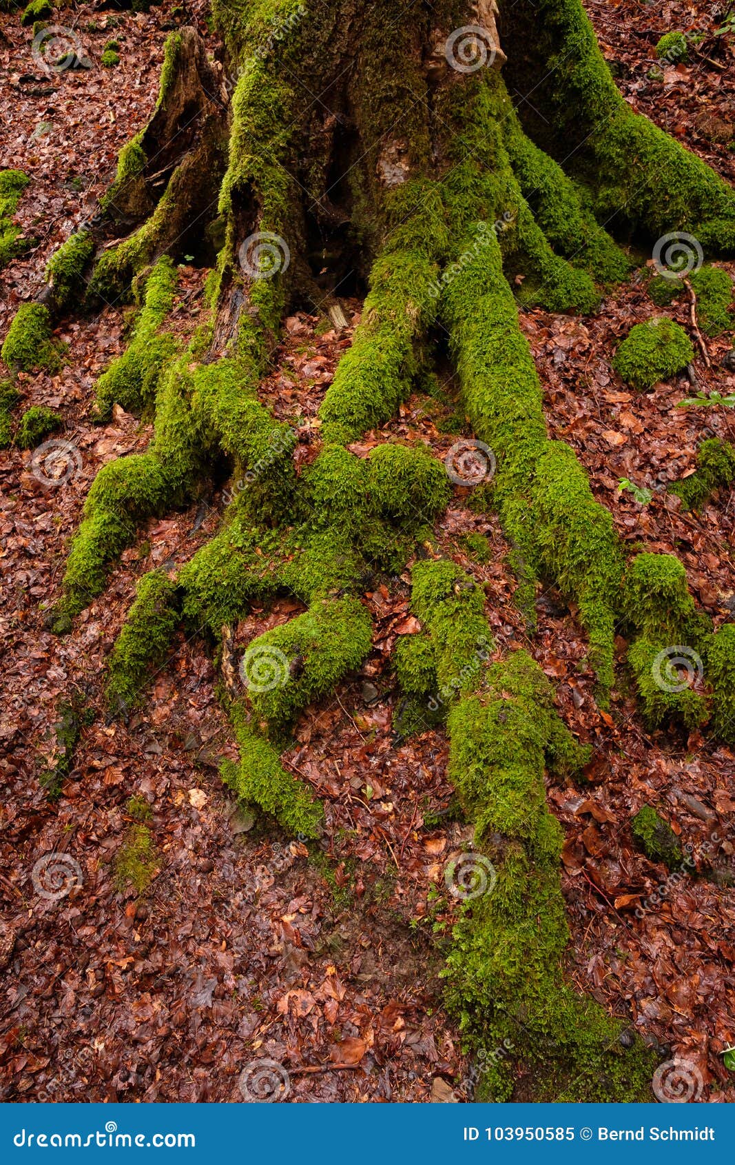 Tree and Roots with Green Moss in Vertical Format Stock Image - Image ...