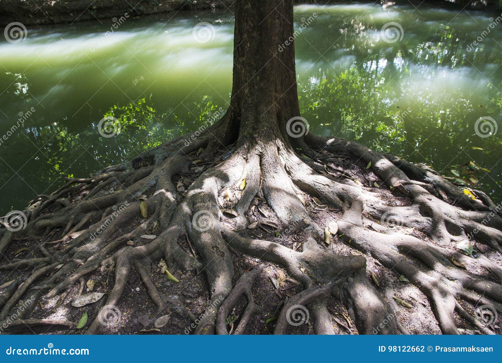 Tree roots stock photo. Image of garden, roots, life - 98122662