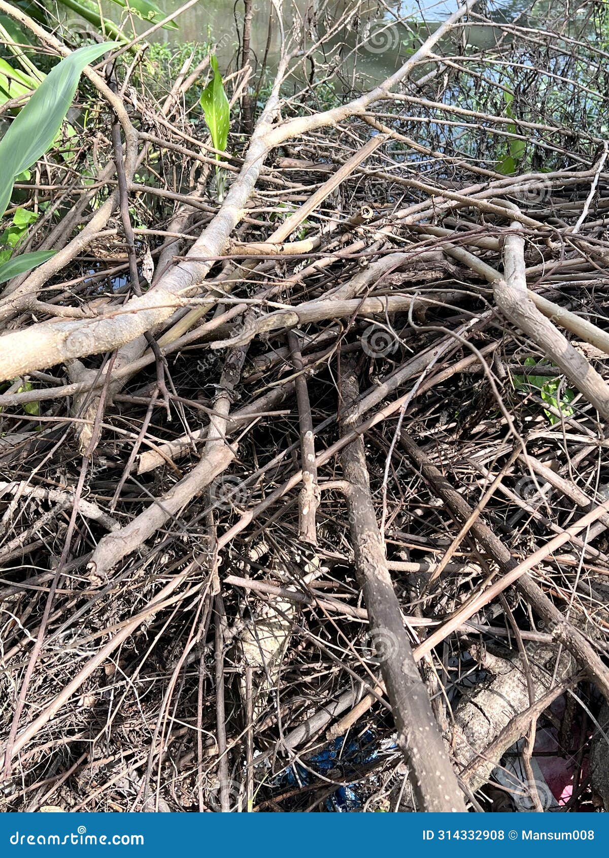Tree roots on the ground stock photo. Image of environment - 314332908