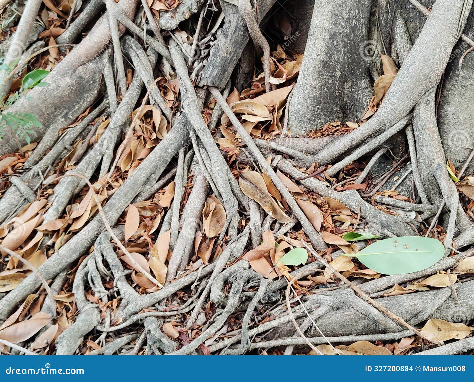 Tree roots on ground stock photo. Image of ground, branch - 327200884