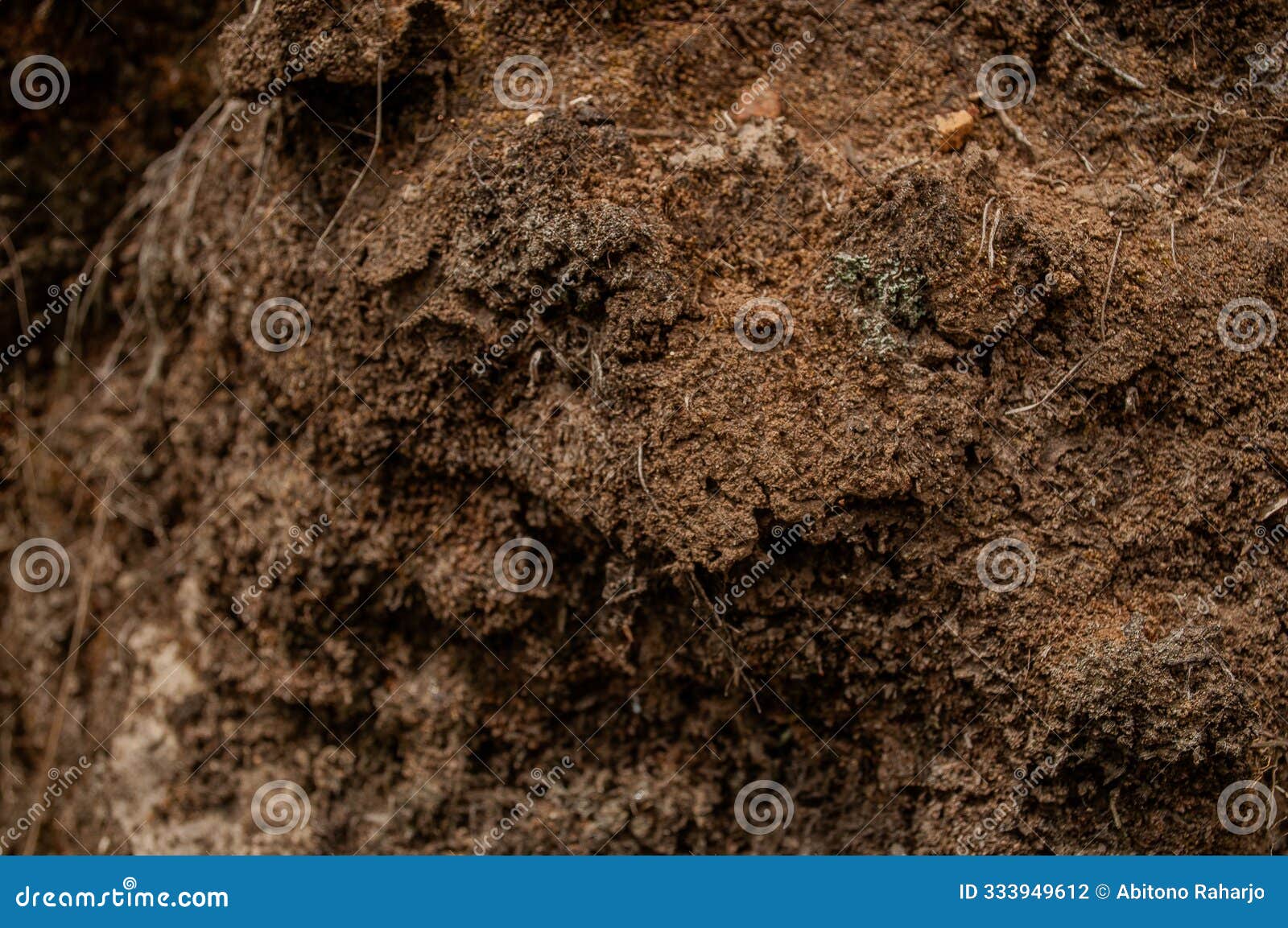 Tree roots in the ground stock photo. Image of roots - 333949612