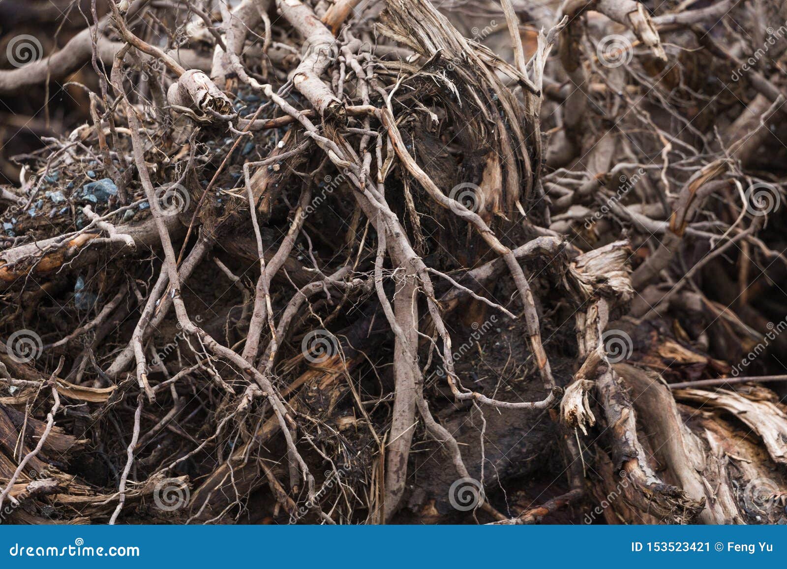 Tree roots on the ground stock image. Image of grunge - 153523421