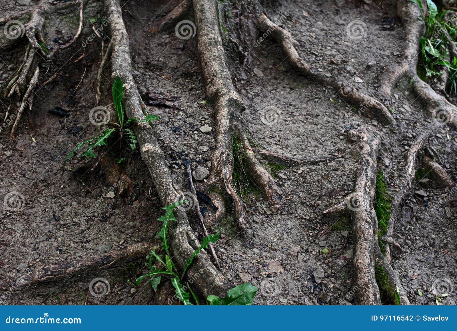 Tree roots and ground stock photo. Image of grow, abstract - 97116542
