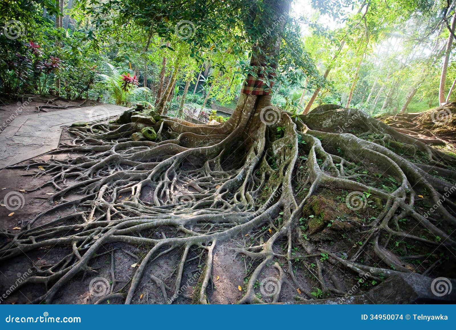 Tree roots on the ground stock photo. Image of face, beauty - 34950074