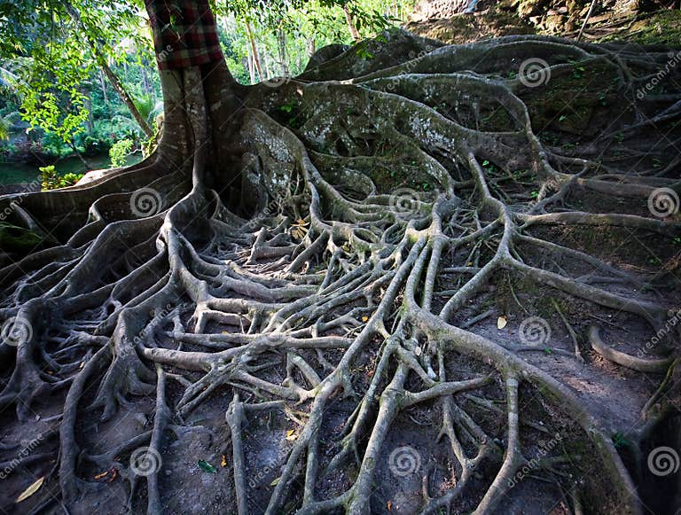 Tree roots on the ground stock image. Image of beauty - 34950083