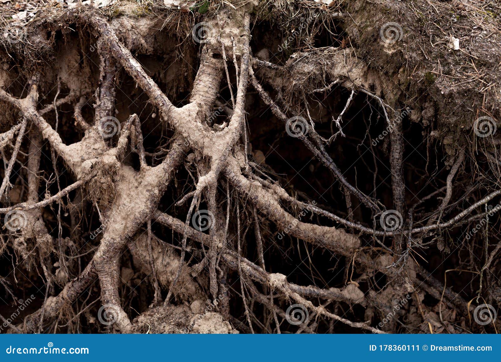Tree roots in the ground stock image. Image of environment - 178360111