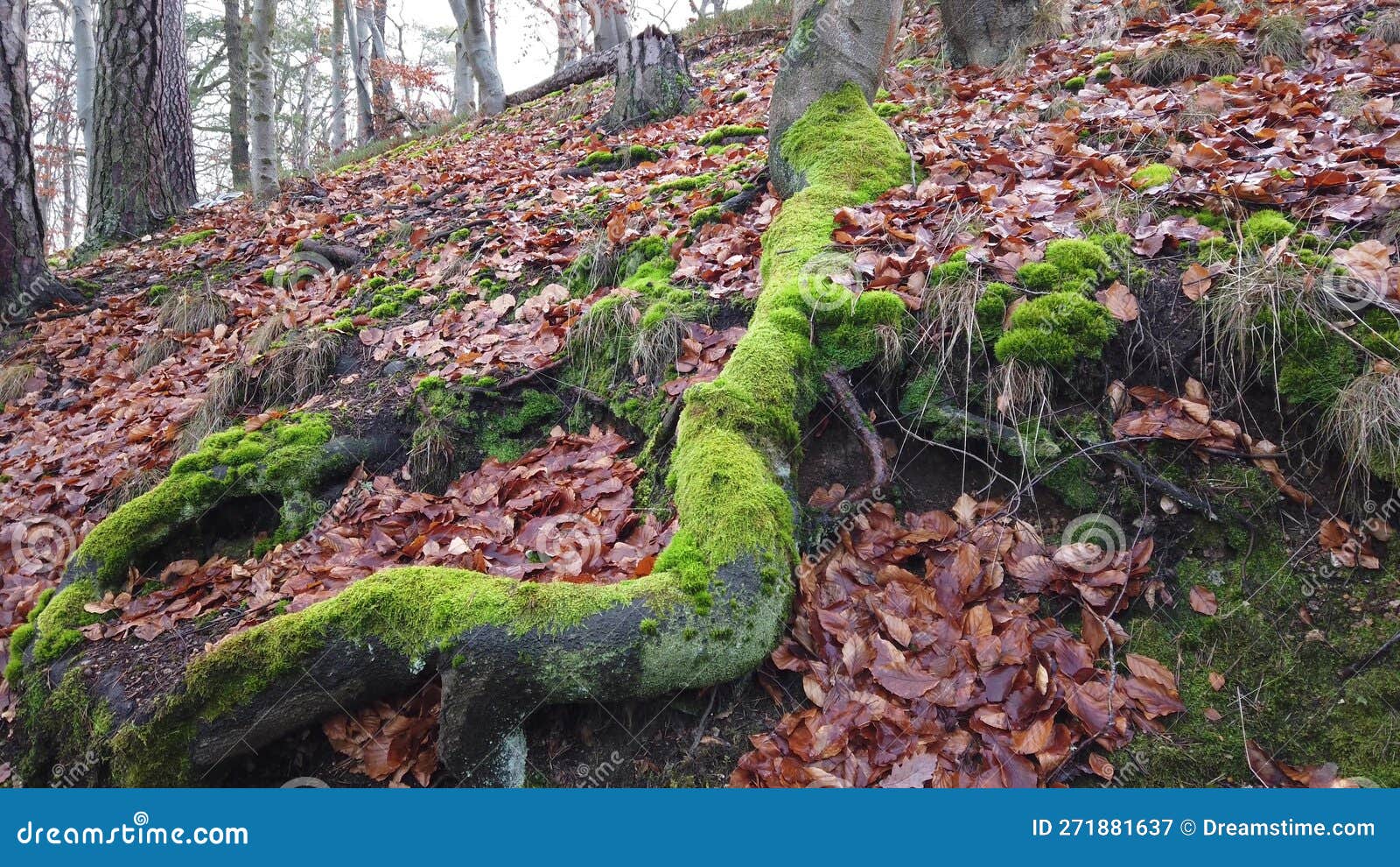 Tree Roots with Ground Covered with Moss in Forest Stock Image - Image ...