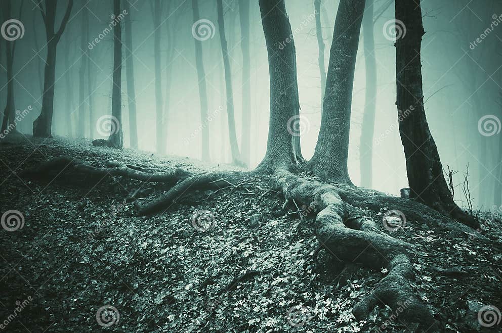 Tree and Roots on the Ground in a Dark Forest Stock Image - Image of ...